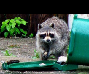 Green Can Cleaner – Cleaned – Sanitized – Deodorized